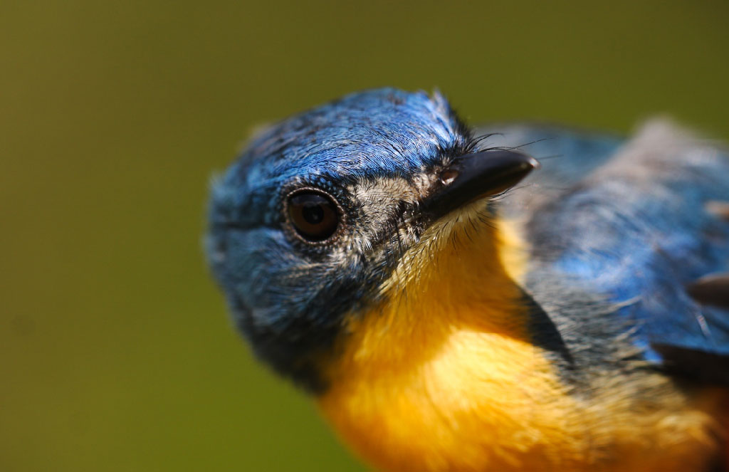 A Birdwatching Paradise at The Rainforest Ecolodge | Blog ...